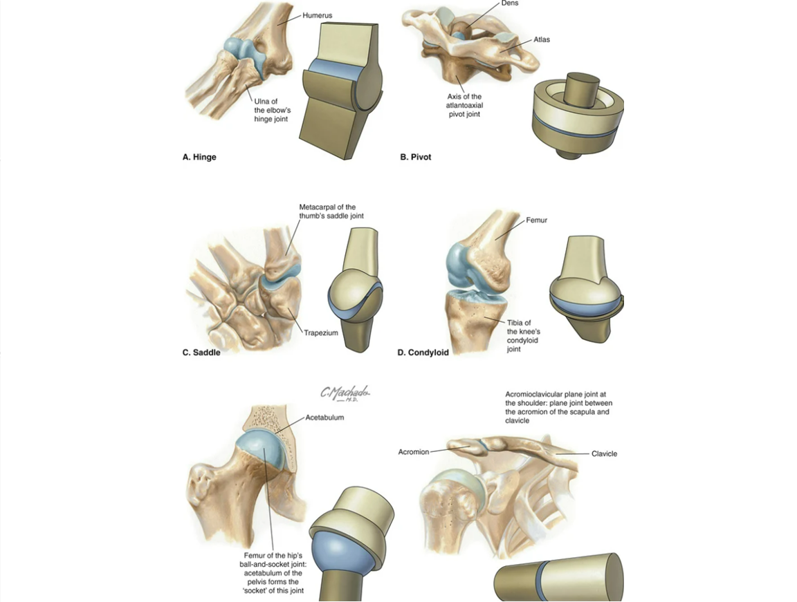 Joints – MAT Health Clinic